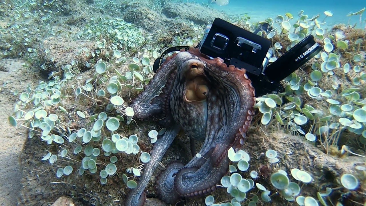 Octopus Tries to Take Camera || ViralHog - YouTube