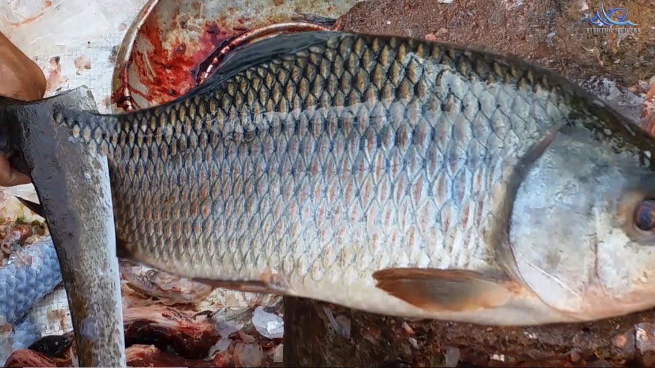 AWESOME TRADITIONAL FISH CUTTING VIDEO - ROHU FISH CUTTING WITH GOOD ...