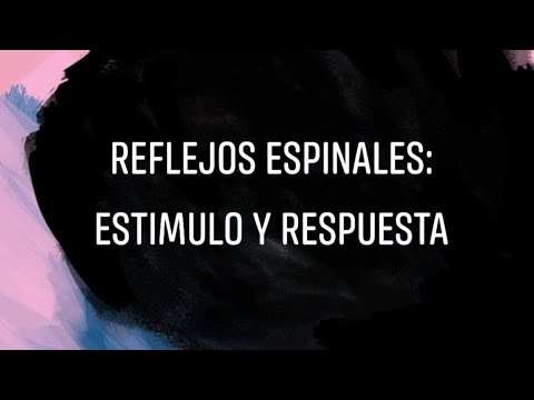 El reflejo a nivel espinal: estimulos y respuestas - YouTube