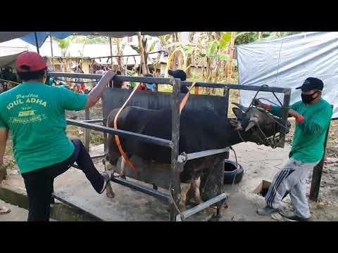 PERCOBAAN ALAT UNTUK MEROBOHKAN SAPI BAG.2 - YouTube