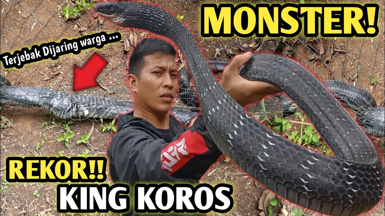 REKOR!! PENANGKAPAN KING KOROS MONSTER! TERJEBAK DIJARING WARGA! GILA ...