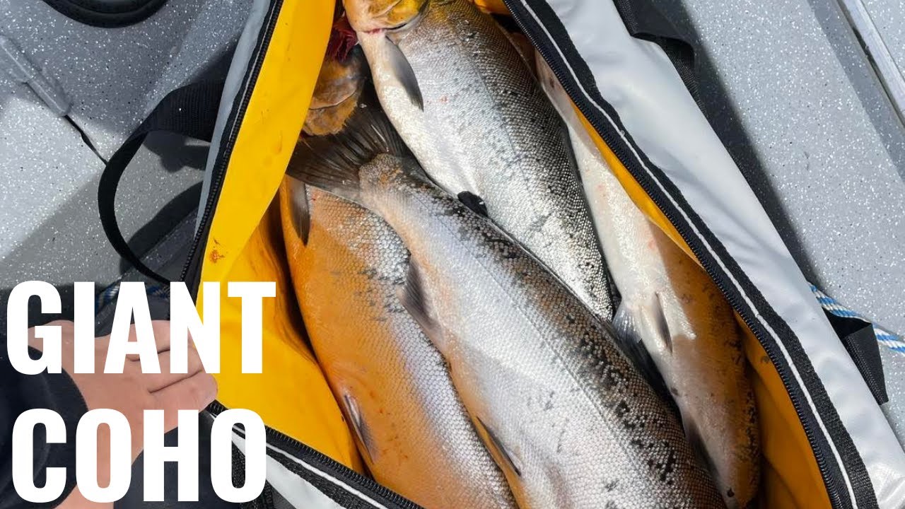 My PERSONAL BEST Ocean COHO | Big Fish Big Pond | - YouTube