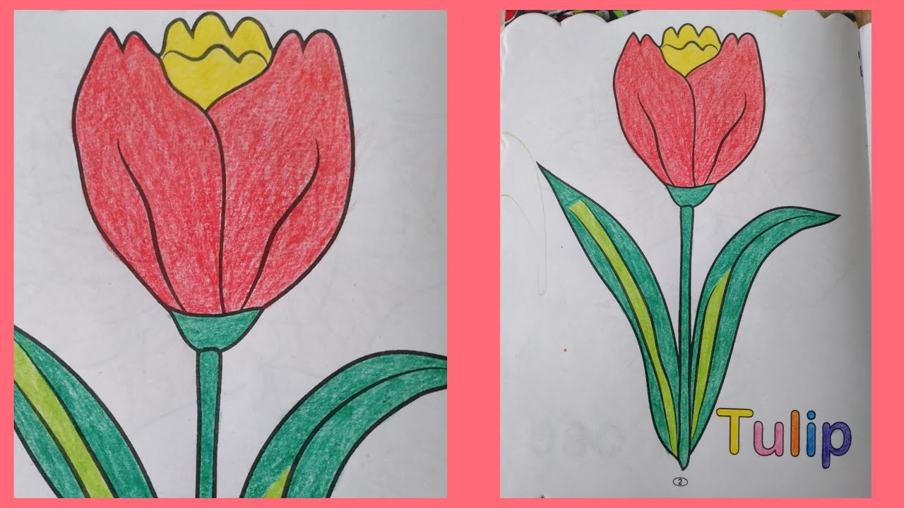 TULIP FLOWER | TULIP FLOWER DRAWING | TOTA MORNI COLORS - YouTube