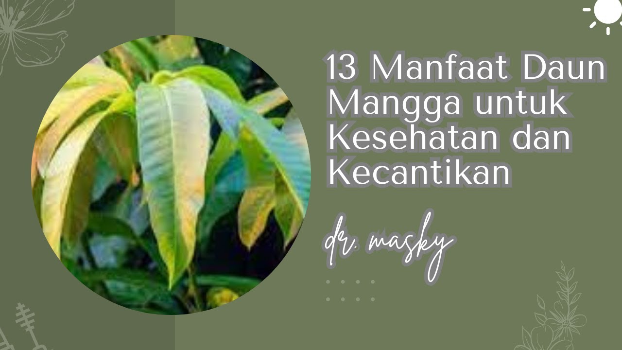 Manfaat Daun Mangga untuk Kesehatan dan Kecantikan - YouTube