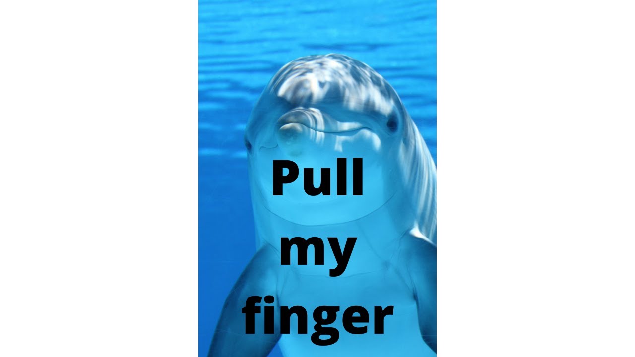 Dolphins fart causing massive sea explosion #shorts - YouTube