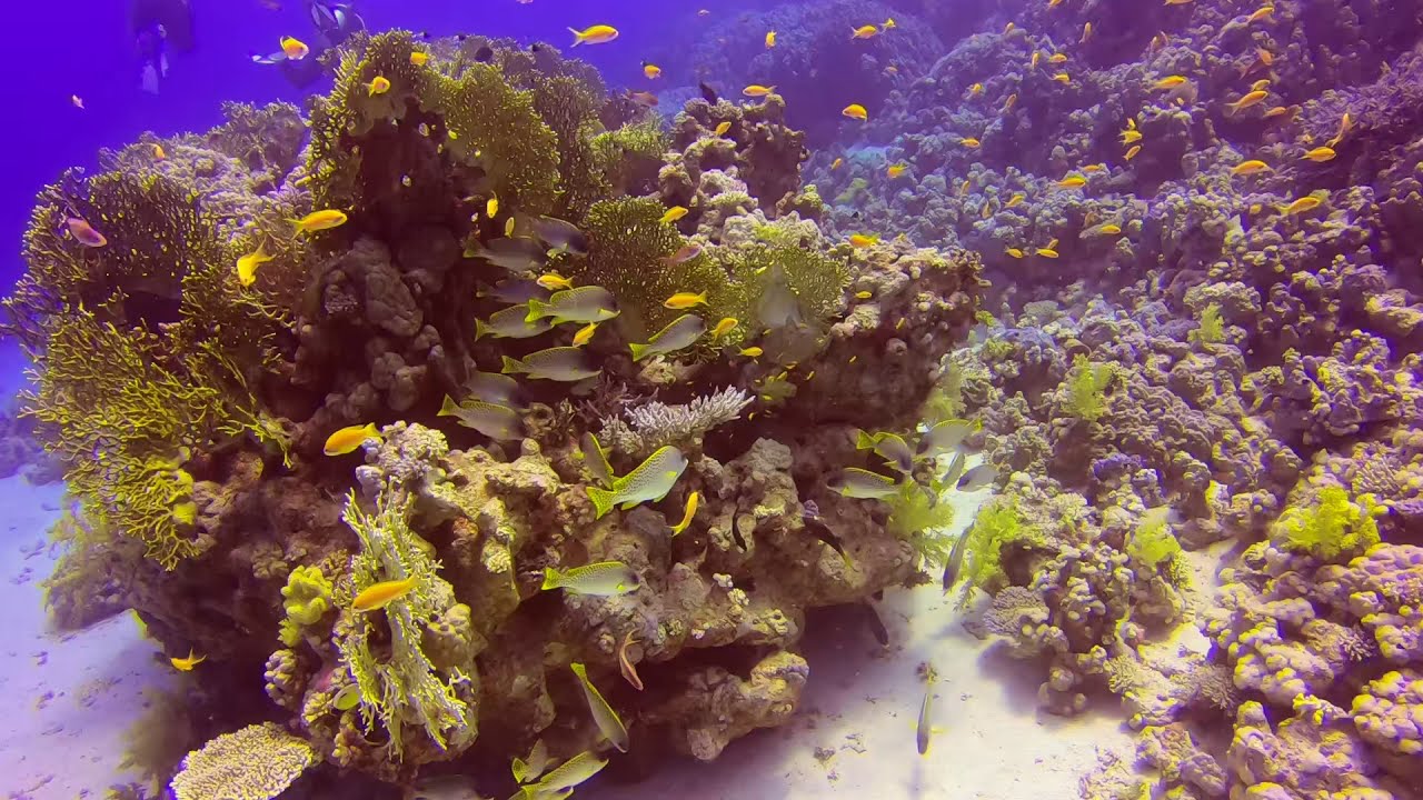 Blackspotted sweetlips in the Red Sea. - YouTube