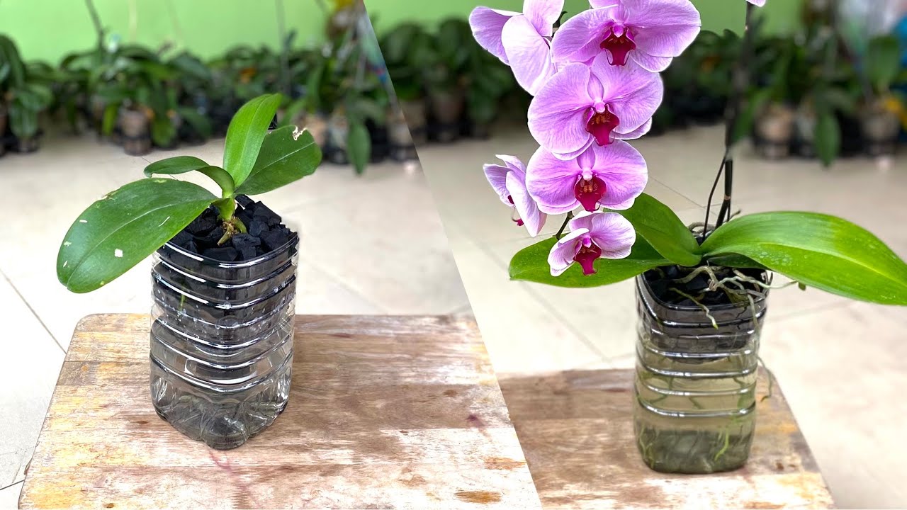 Cách Trồng Mới Giúp Phong Lan Của Bạn Nhanh Lớn Và Luôn Có Nhiều Hoa ...