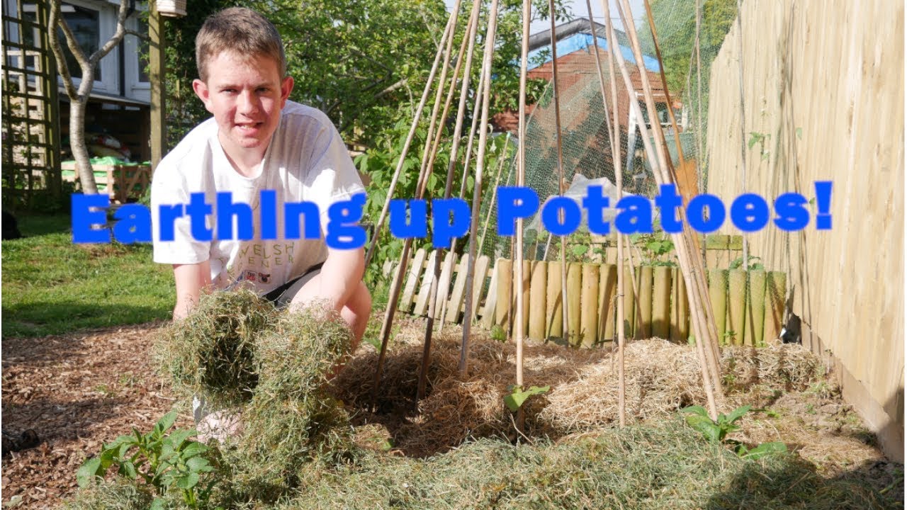 HOW TO: Earth up Potatoes using hay! | The Welsh Gardener - YouTube