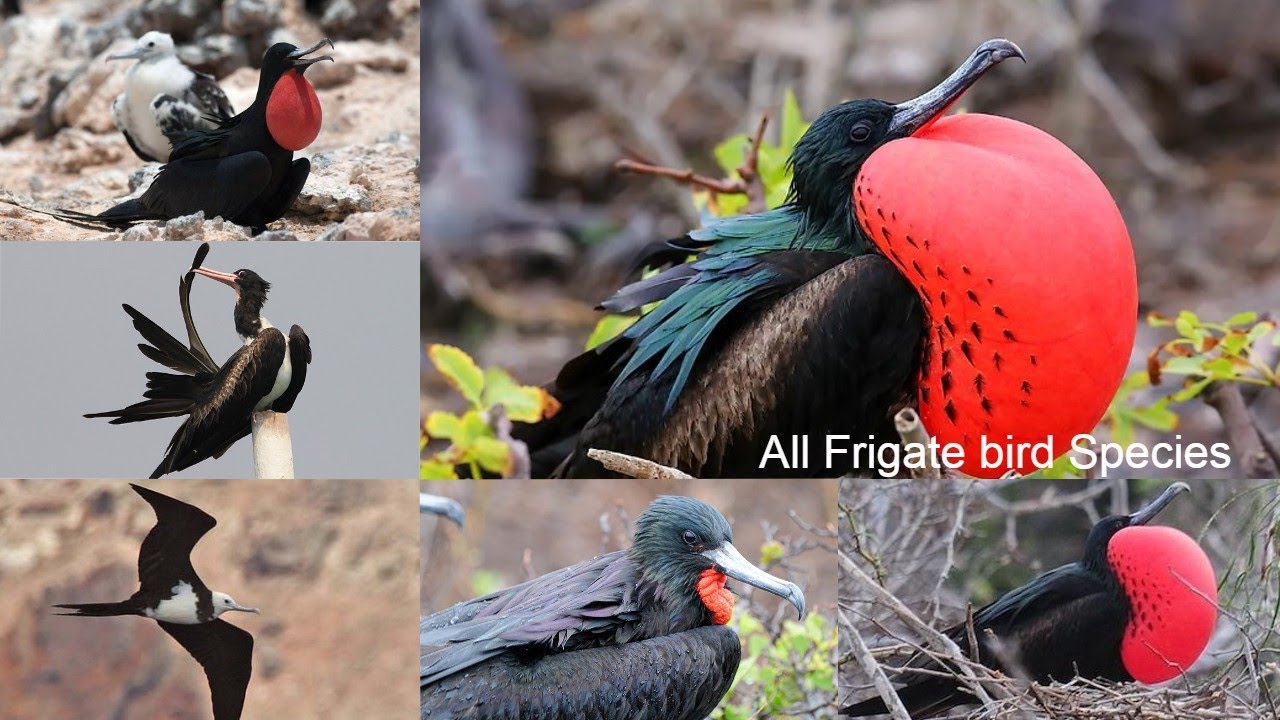 All Frigatebird Species / Complete list of Frigatebird species / types ...