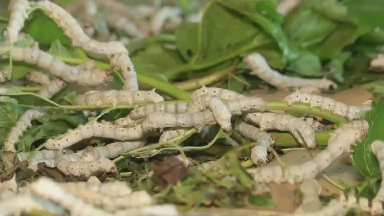 Dagbreek: Landbousake - Sywurms - YouTube