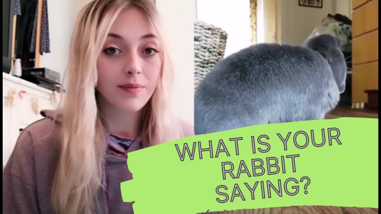 HOW RABBITS TALK | Rabbit sounds and what they means - YouTube