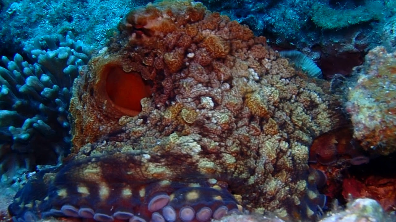 Octopus out in the open, Maeda Point, Okinawa, Japan part 2 - YouTube
