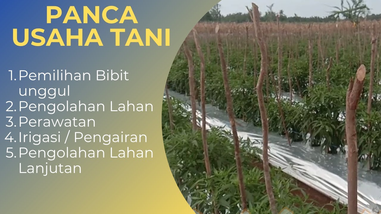 Hal Yang Harus diPerhatikan Petani Cabe [PANCA USAHA TANI] - YouTube