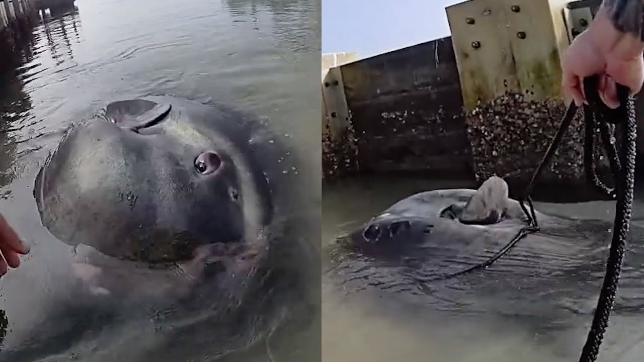 Deputy Frees Ocean Sunfish That Got Stuck in Shallow Water - YouTube
