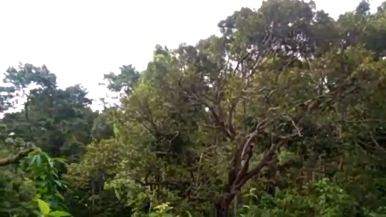 Kebun durian di jual - YouTube