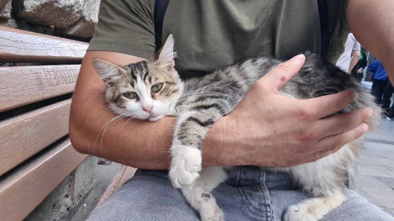 Cute long haired Street Cat wants to sleep on my lap. - YouTube