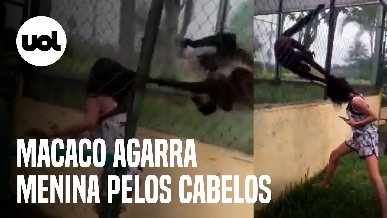 Macaco agarra menina pelos cabelos após ser provocado em zoológico no ...