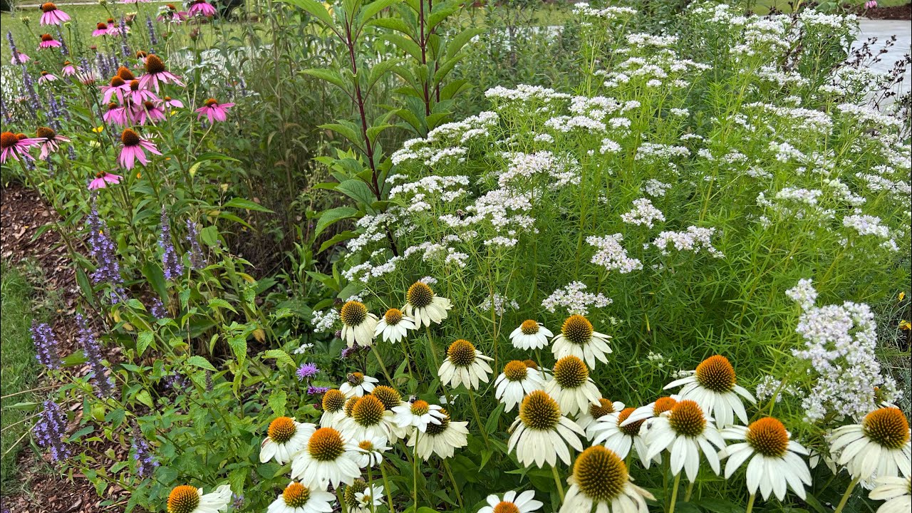 Summer Native Garden Tour - YouTube