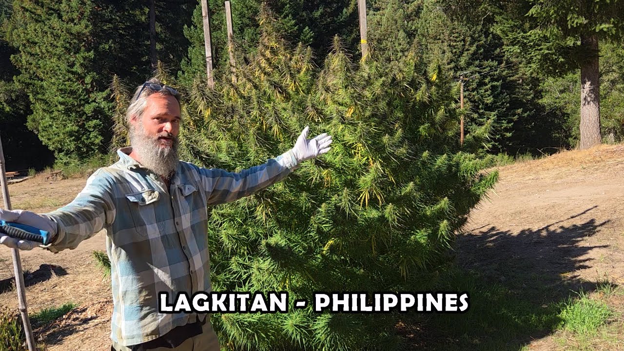 LAGKITAN - PHILIPPINES - Stoney Sunday Sappy Plant Love Session - YouTube