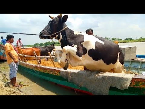 Cow unloading in boat || Cow video || Unloading cow - Ep - 53 || Big ...