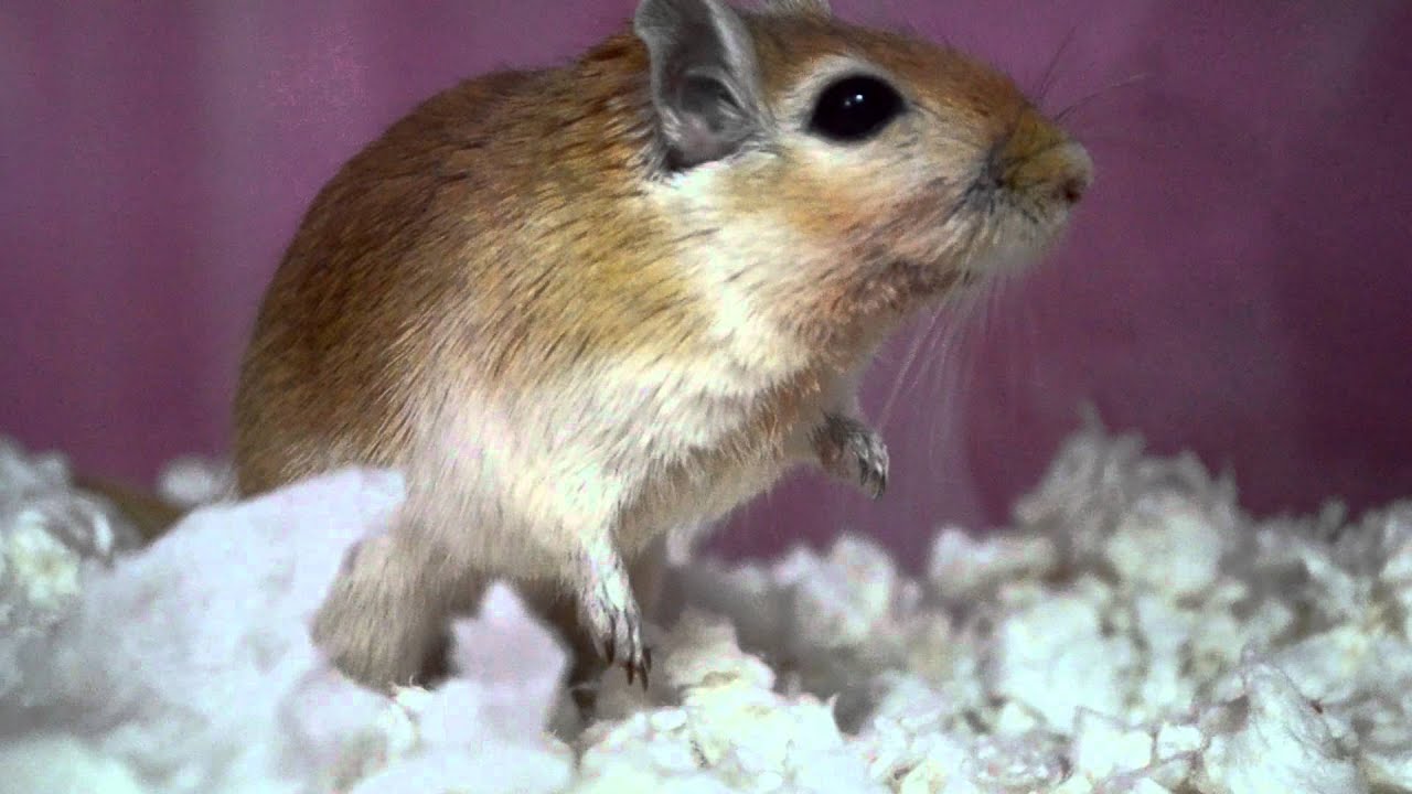 Gerbil thumping his feet - YouTube