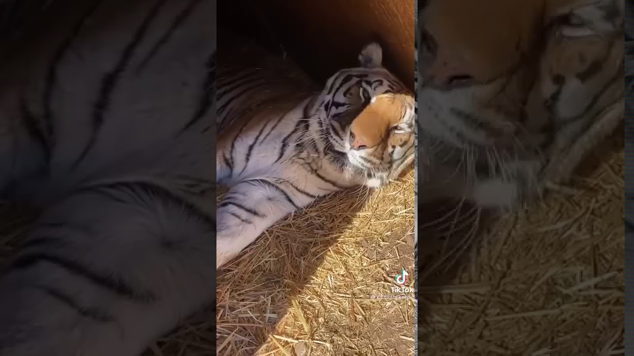 Sleepy tiger Does not want to wake up in the morning - YouTube