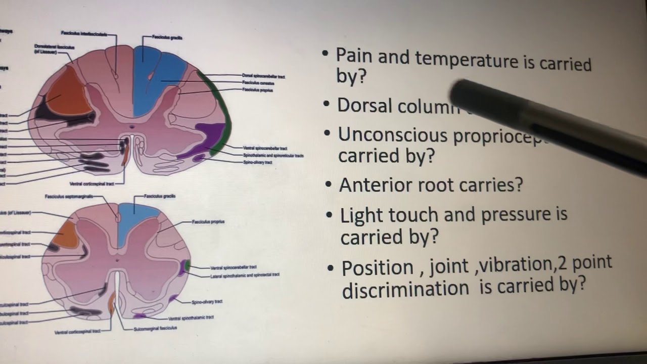 Dr. Pratheepa’s tutorial- spinal cord MCQ - YouTube