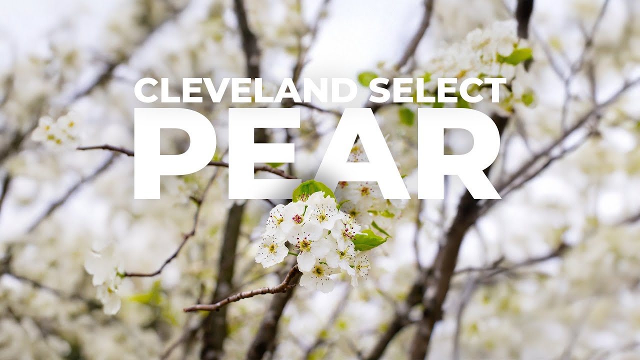 Cleveland Select Pear: Tree Of The Week - YouTube