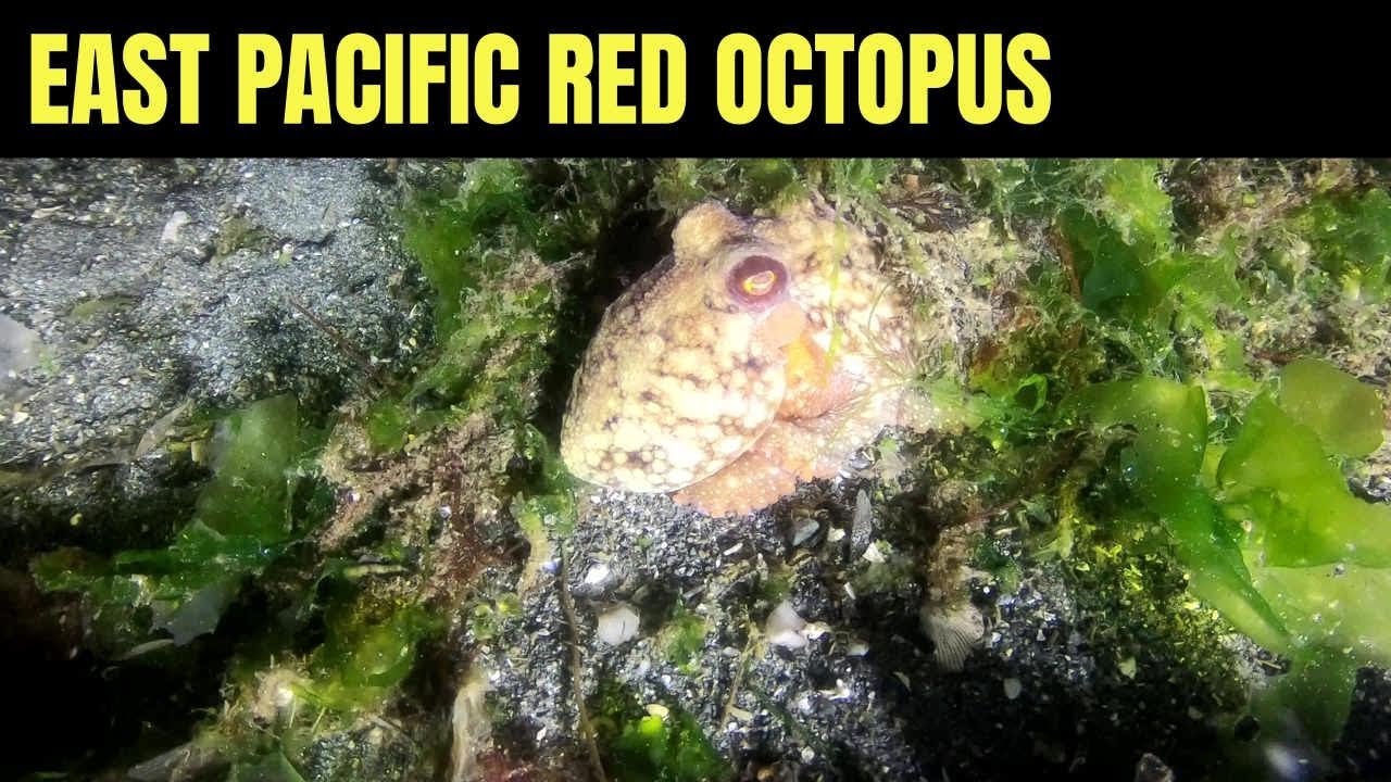 East Pacific Red Octopus 17 | Salish Sea Marine Wildlife - YouTube
