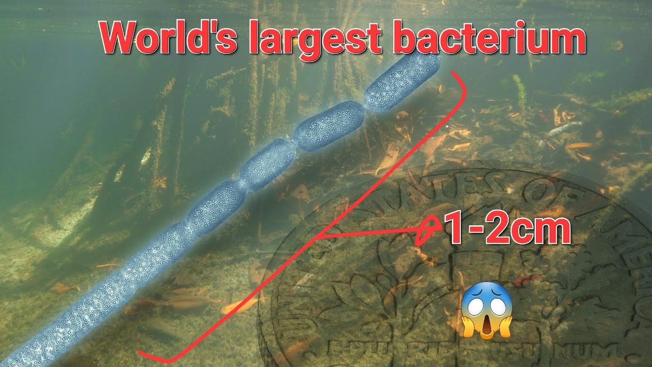 World's largest bacterium - Thiomargarita magnifica - YouTube