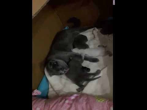 Kedi anne ve şirin yavru miyav / Cat mom and cutest baby kittens