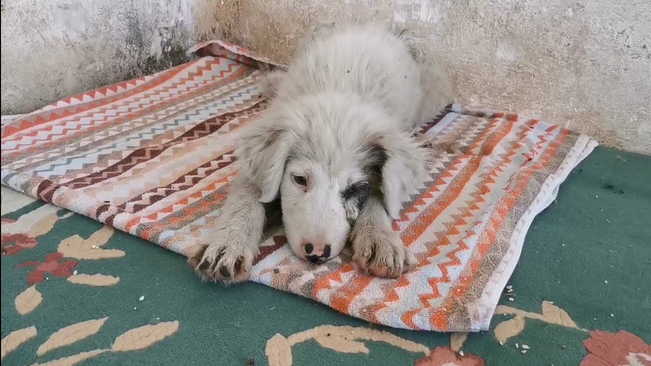 Puppy that found abandoned and injured.. Watch his life today... (part ...