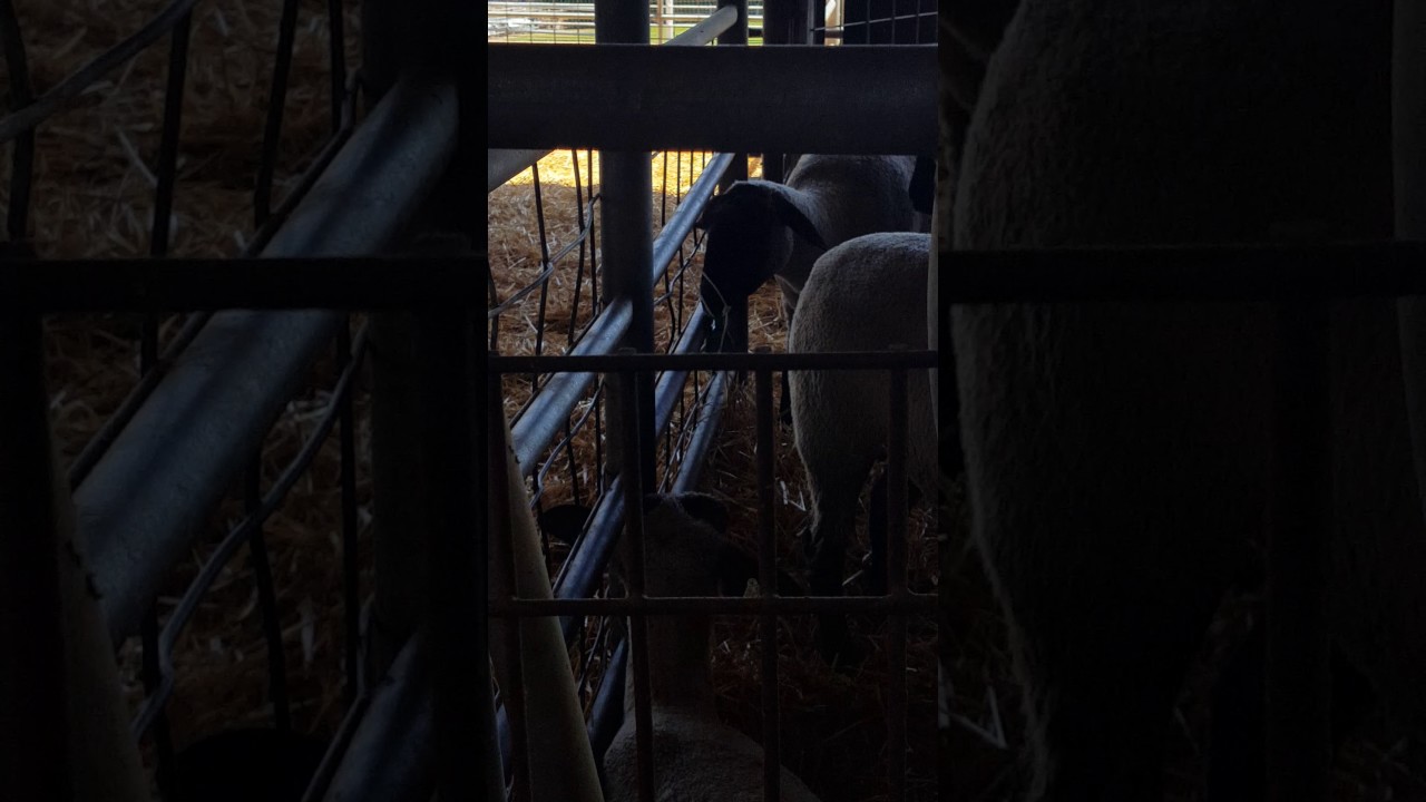 Sheep enrichment 1 - YouTube