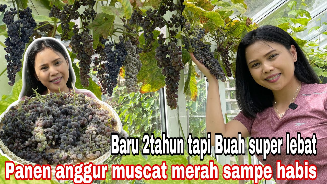 PANEN ANGGUR MUSCAT MERAH SAMPE HABIS || PANEN DAN MAKAN SEPUASNYA ...