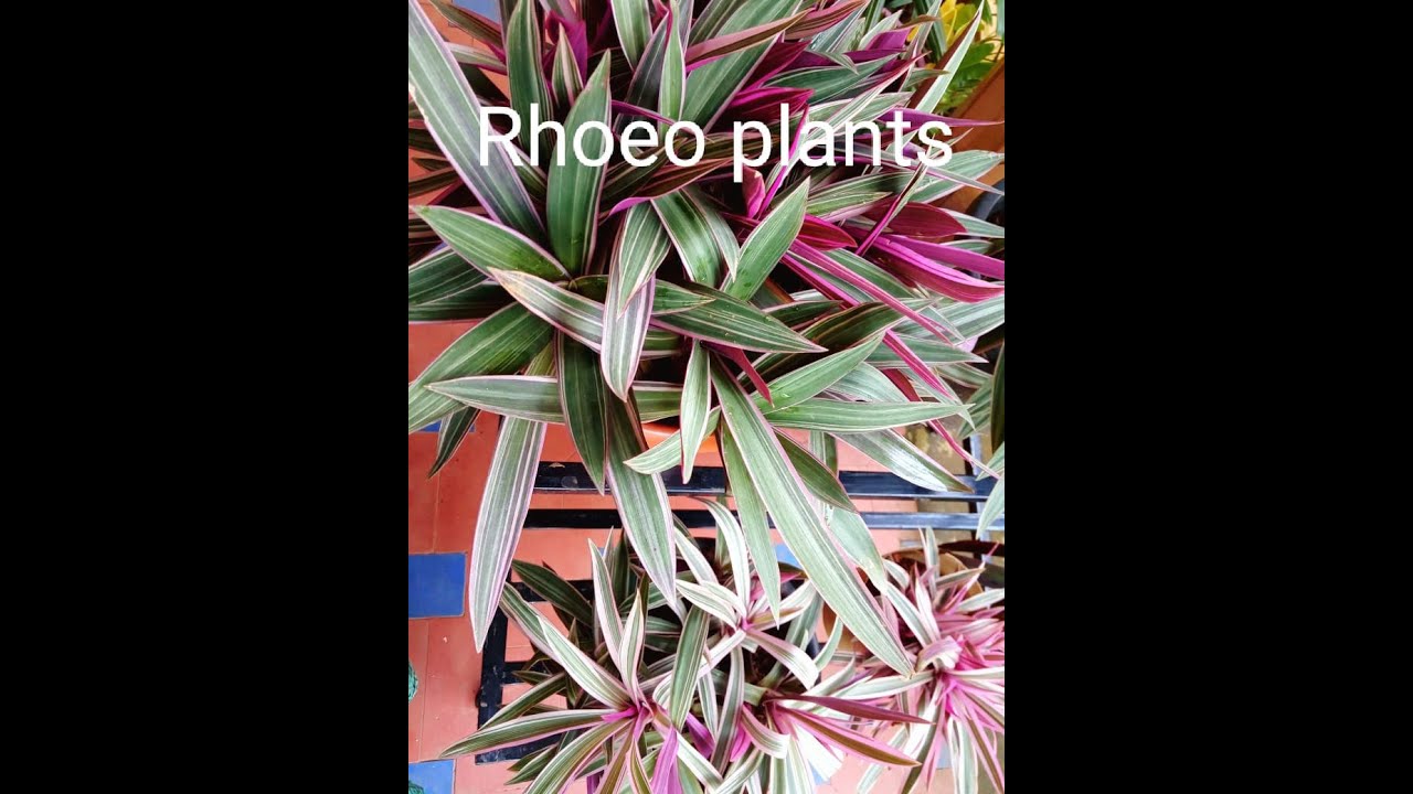 Rhoeo plant caring, potting and propogation - YouTube