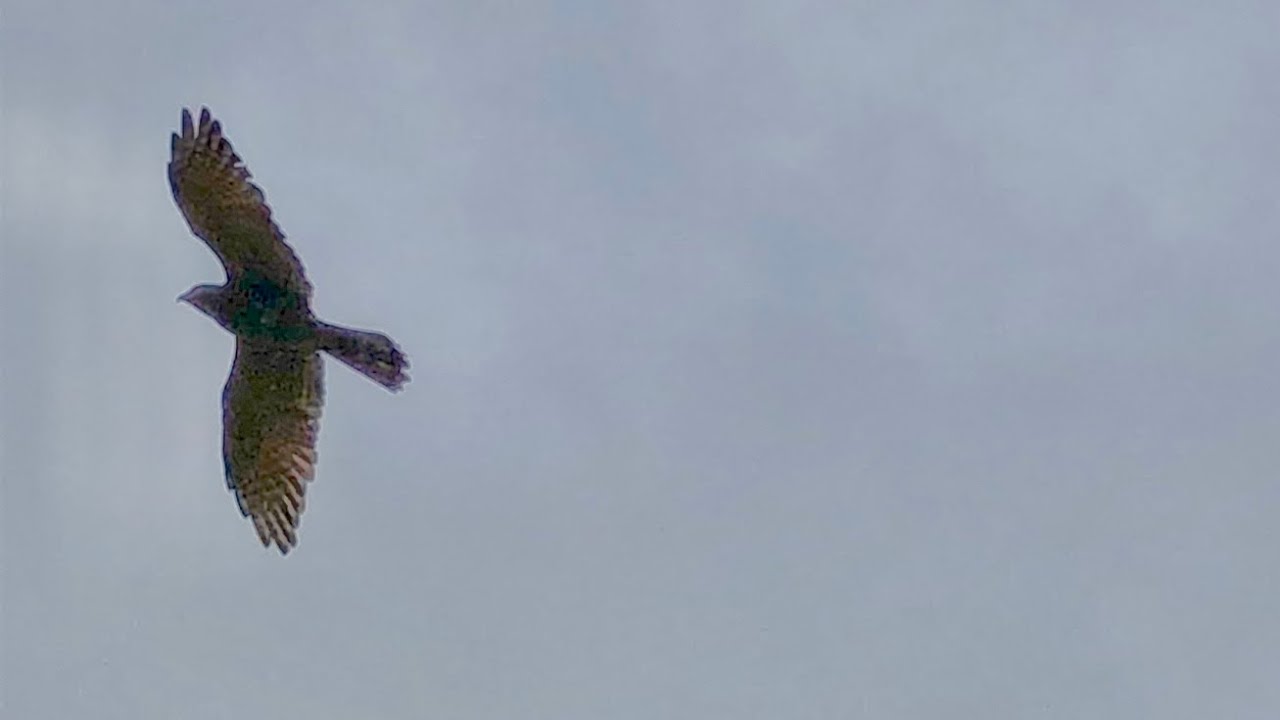 📢 📌 2024年4月21日(20 9 26) 2 falcon flying in rain - YouTube