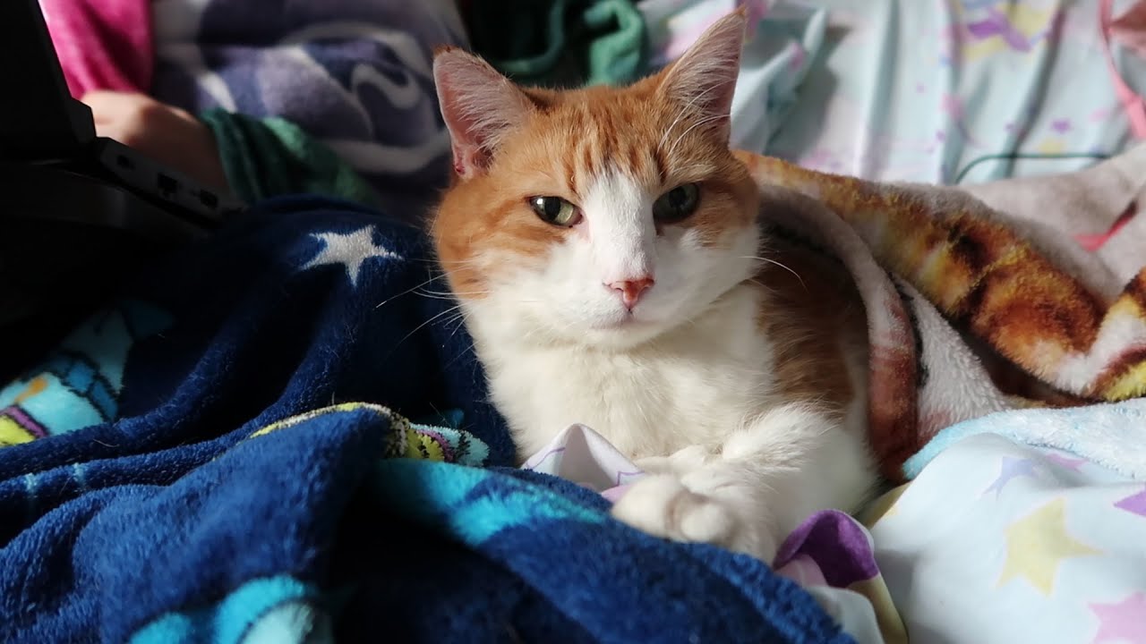 Watch My Cat Get Cozy And Snuggly - YouTube