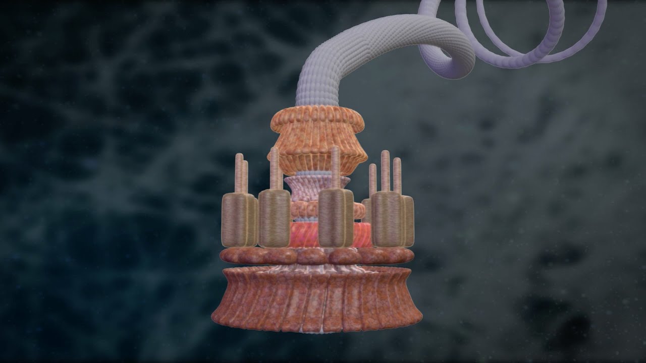 What is the Flagellum? - YouTube