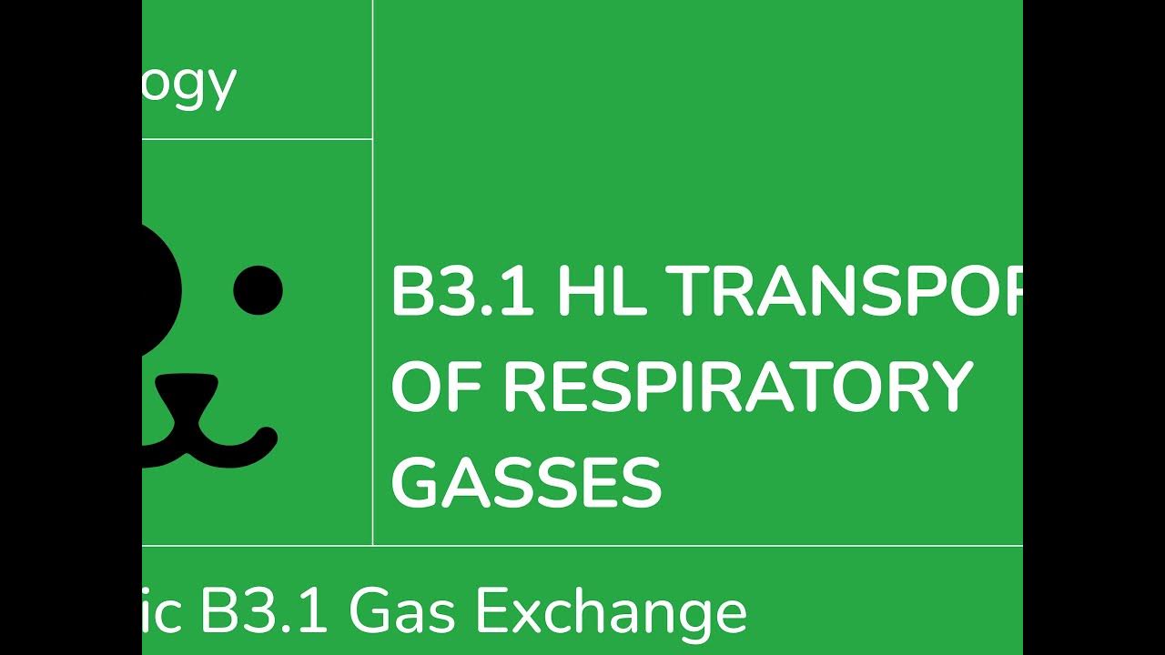 B3.1 HL Transport of Respiratory Gasses [IB Biology HL] - YouTube