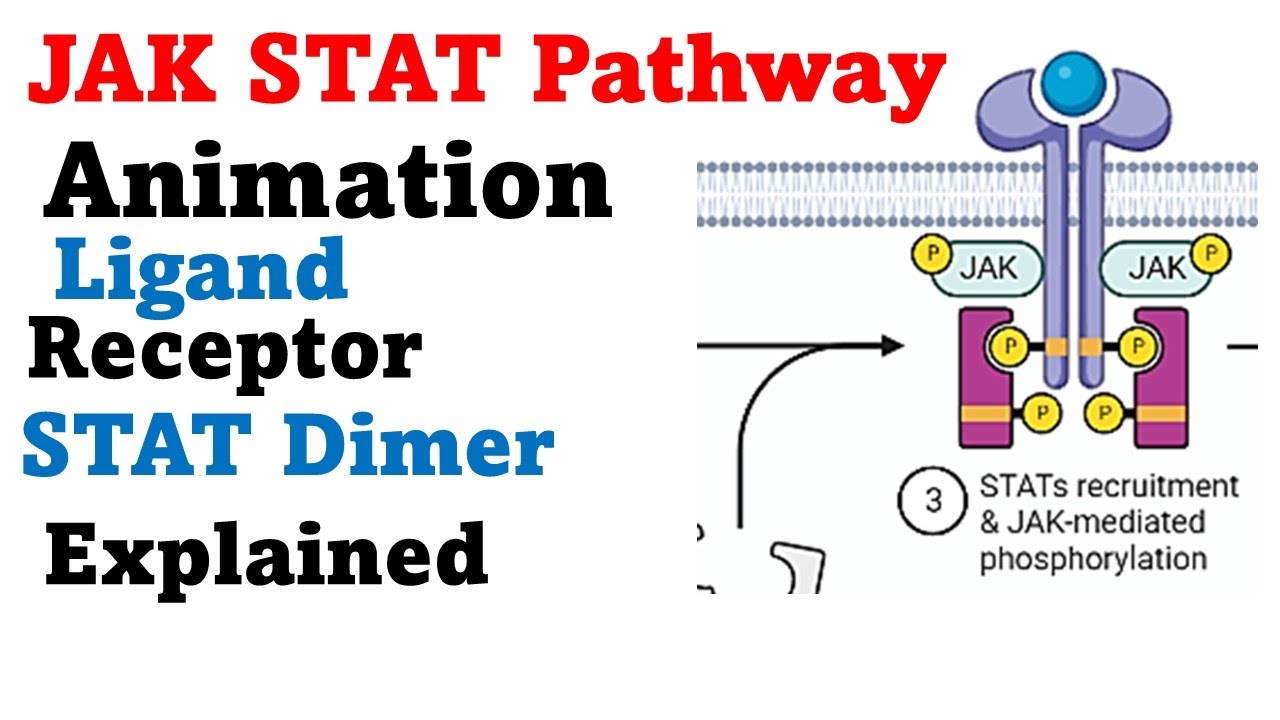 Jak stat signaling pathway animation - YouTube