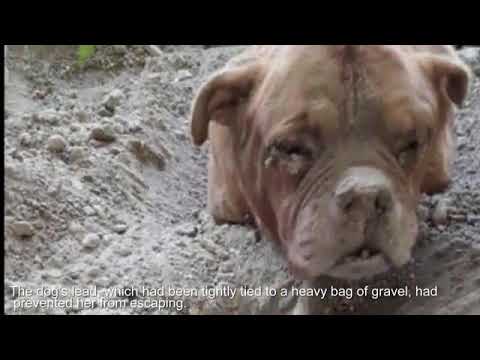 Amazing Man and His Dog Rescue Dejected Pup Who Was Buried Alive - YouTube