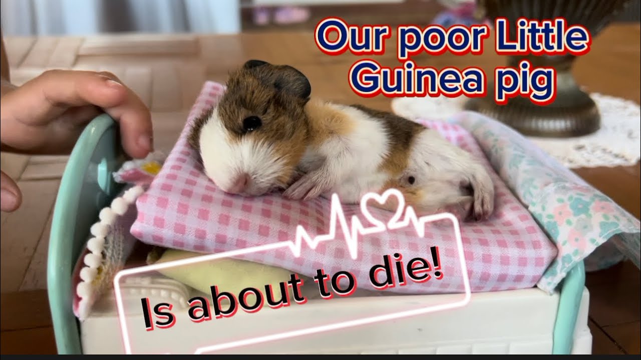Our poor Guinea pig on his last day! Trying to save his life. - YouTube