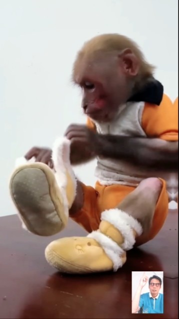Monyet pasang sepatu sendiri #monkey #funny - YouTube