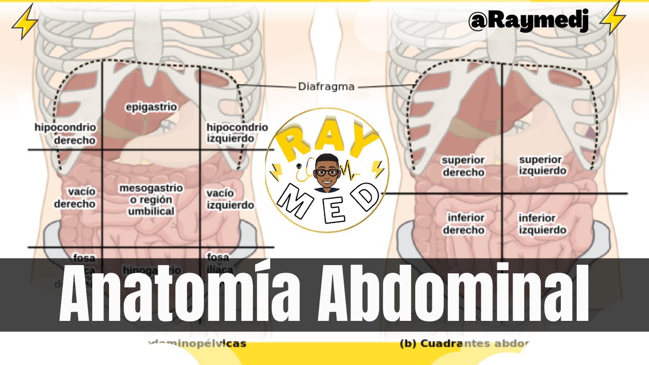Anatomía Del Abdomen: Cuadrantes Planos Anatómicos Y Cuadrantes