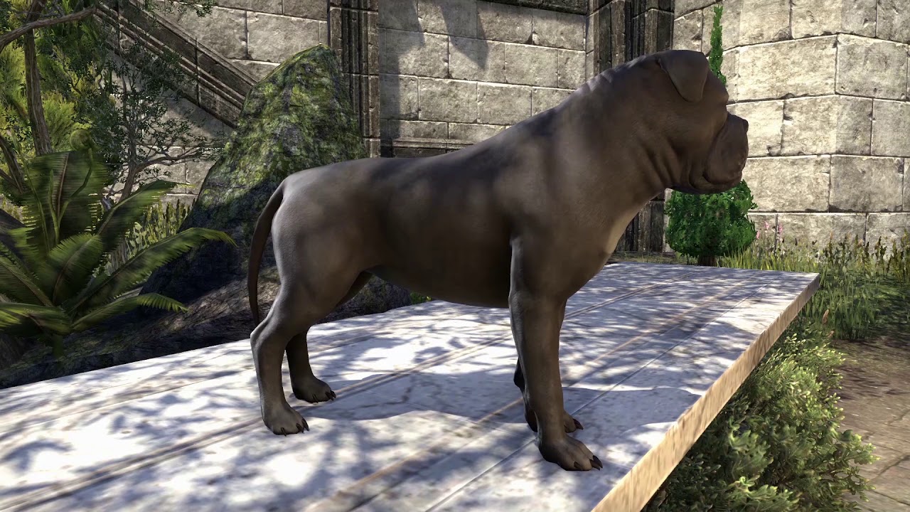 ESO Pet Showcase - Dogs - YouTube