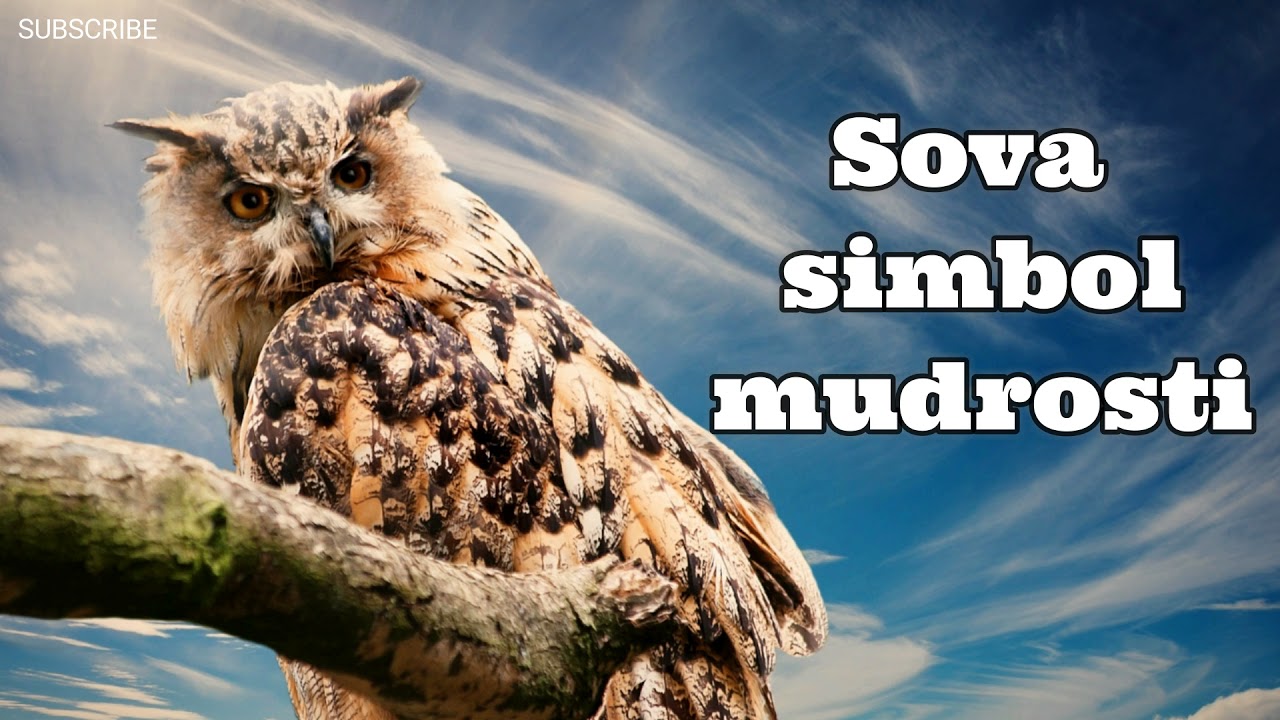Sova – simbol mudrosti - YouTube