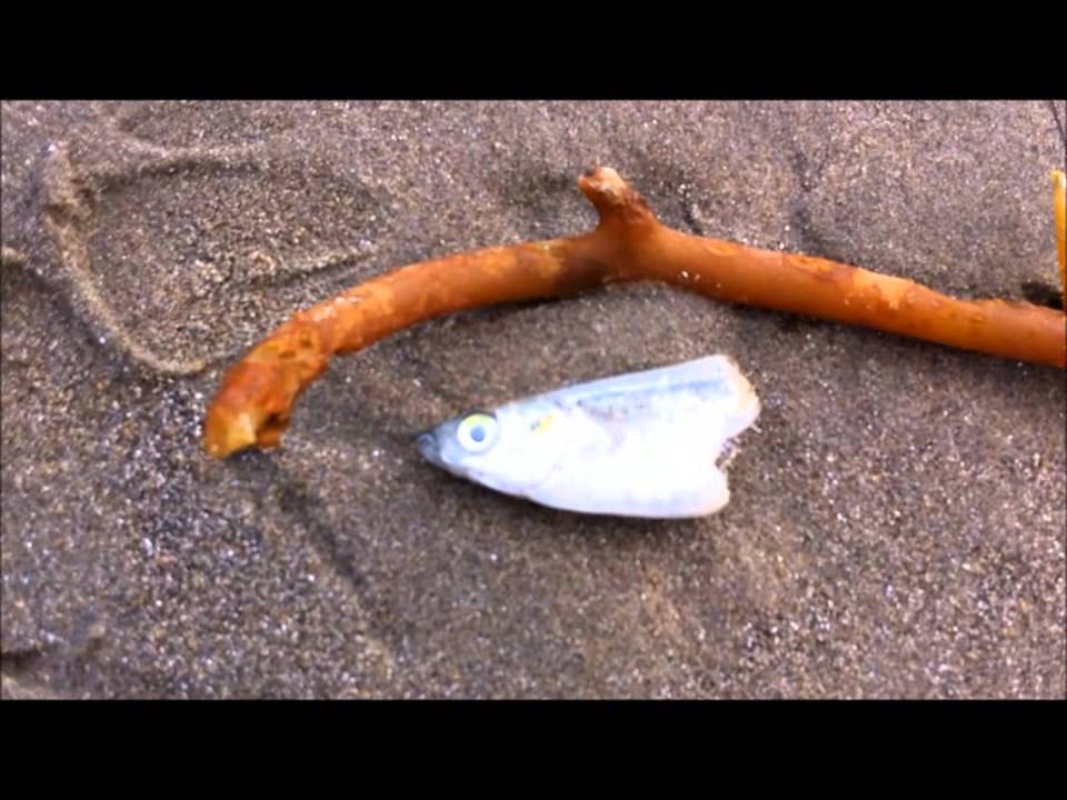 Mass Squid Death Part 1 - YouTube