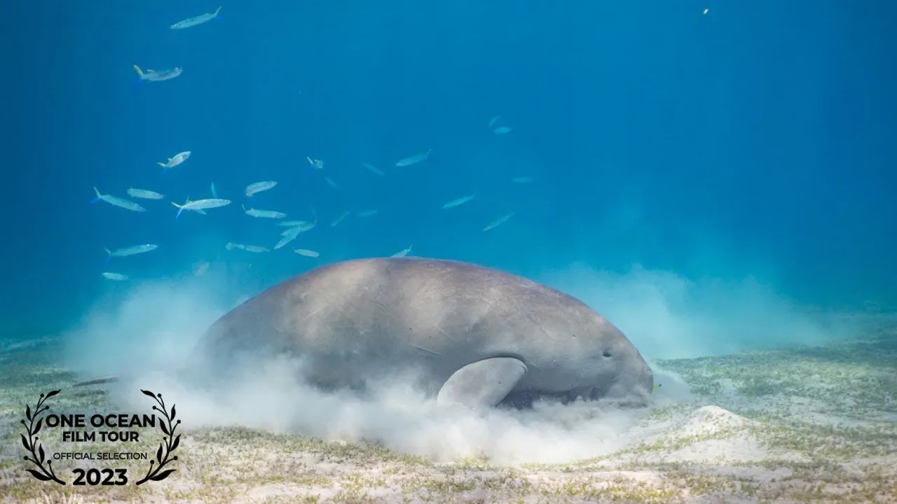Dugong in the Red Sea - YouTube