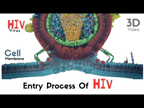 Viral entry process of HIV (virus) | 3D animated video - YouTube