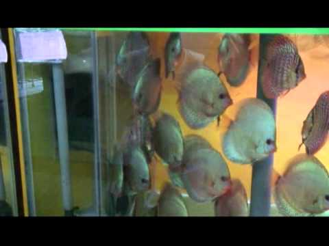 Inti Aquarium, World's Largest Discus Fish Hatchery - YouTube